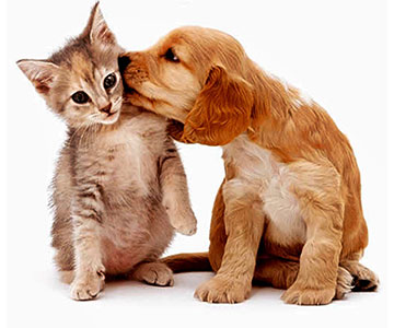 LC INSURANCE BROKER CORRETORA